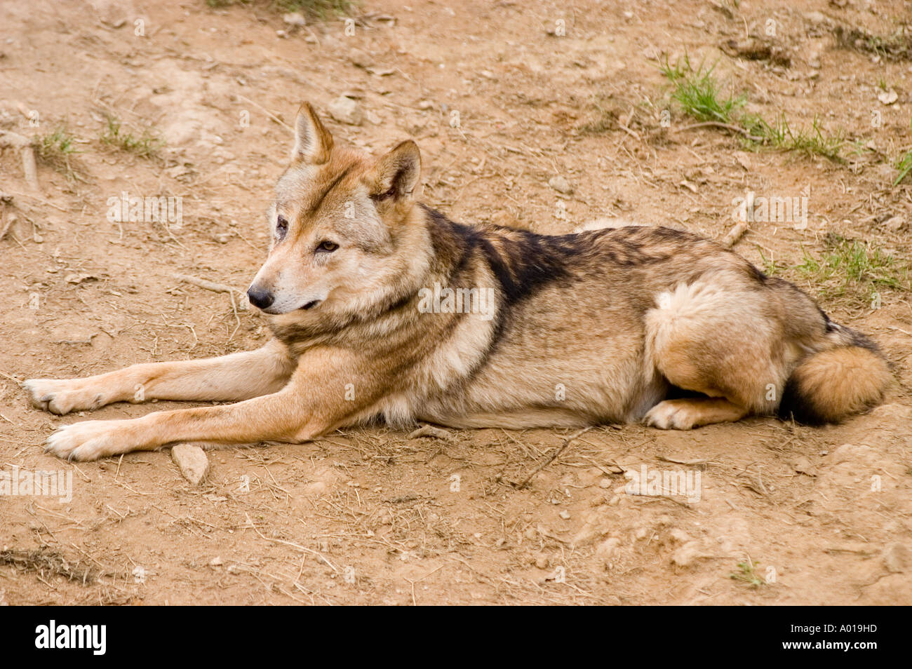Canis lupus lupus china hi-res stock photography and images - Alamy