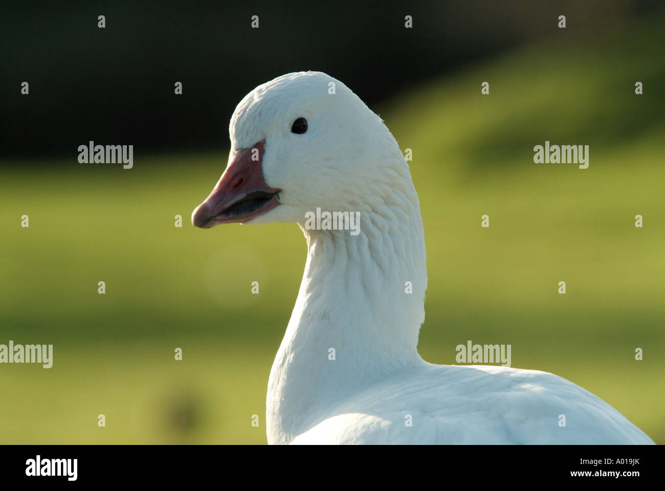 Snowgoose High Resolution Stock Photography and Images - Alamy