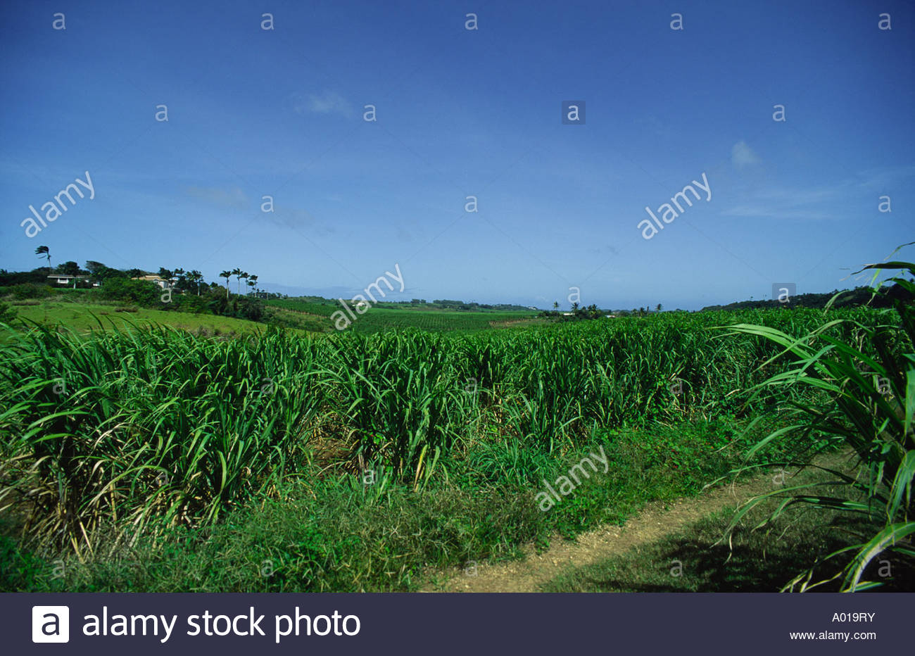 Agriculture Barbados Farm Stock Photos & Agriculture Barbados Farm ...