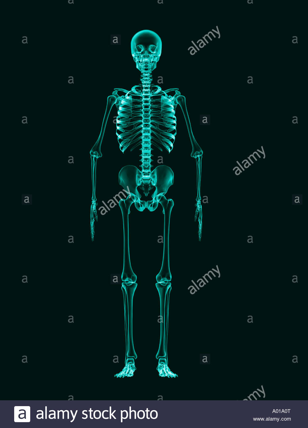 Full Body Xray Stock Photos & Full Body Xray Stock Images - Alamy