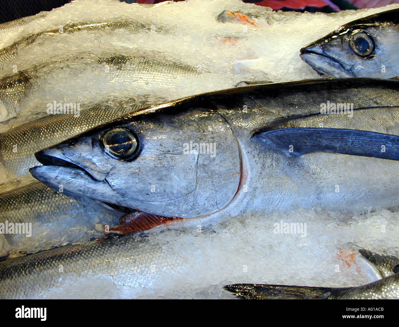 Albacore tuna on display at a fish market in the Pike Place market ...