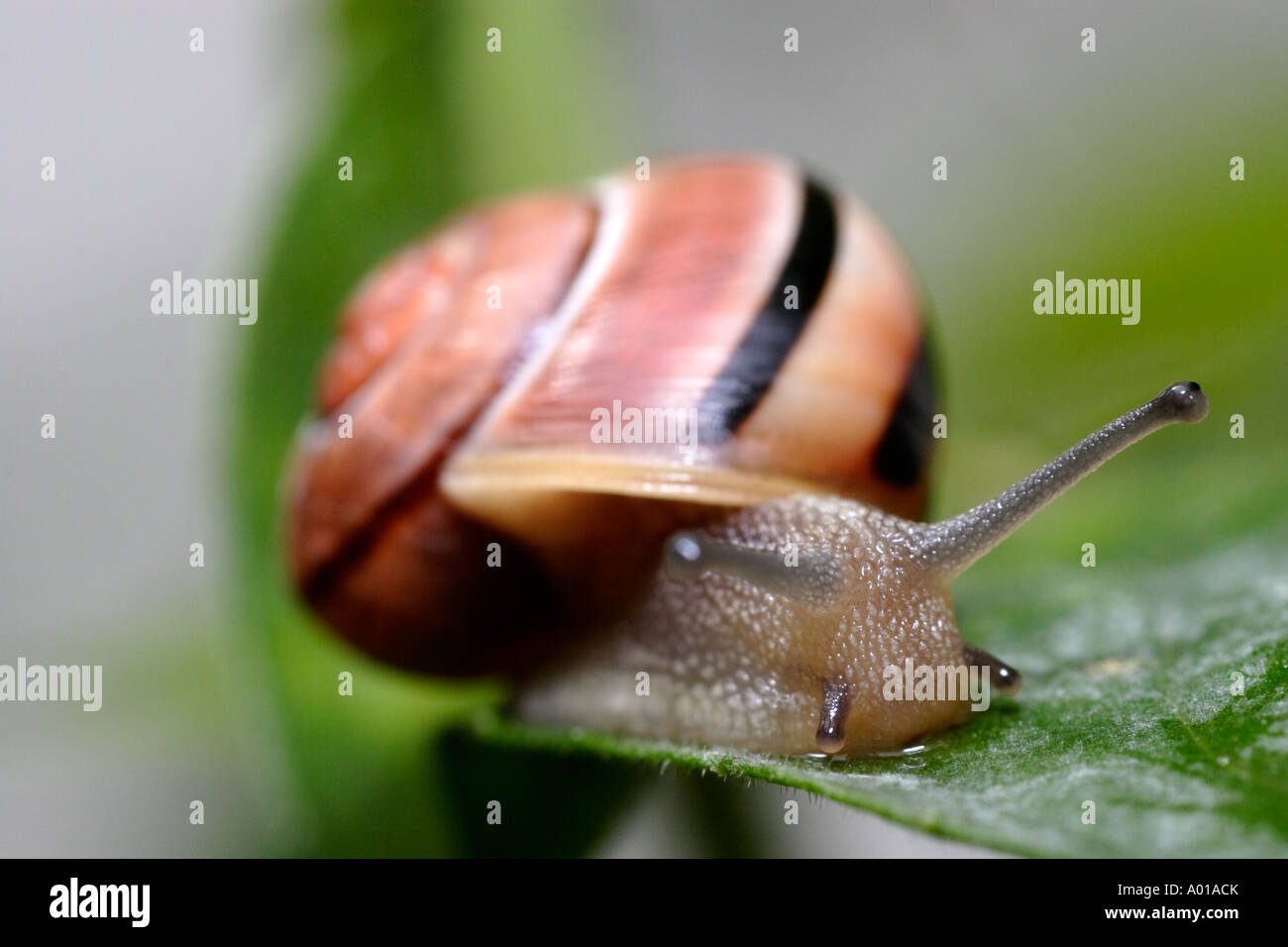 White-lipped Snail on leaf (Cepaea hortensis Stock Photo - Alamy