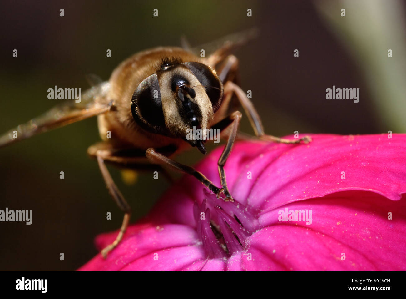 Six legged insect hi-res stock photography and images - Alamy