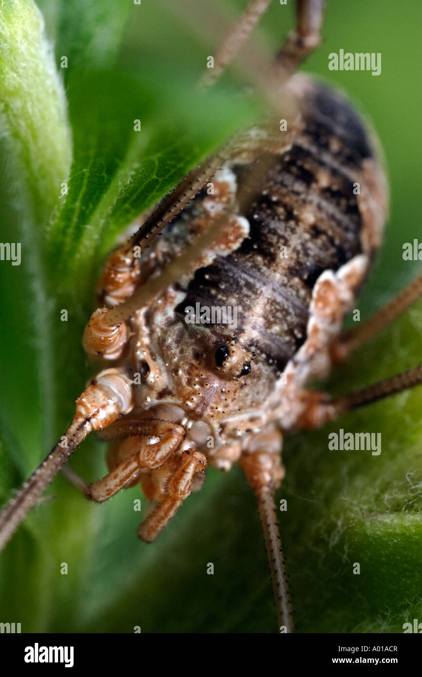 Harvest Spider High Resolution Stock Photography and Images - Alamy