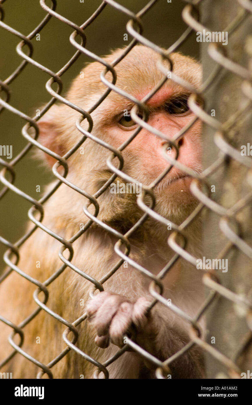 Monkey Experiment High Resolution Stock Photography and Images - Alamy