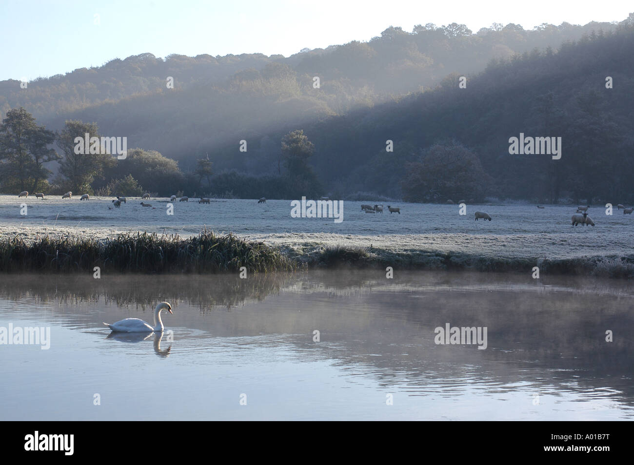 River exe devon sheep hi-res stock photography and images - Alamy