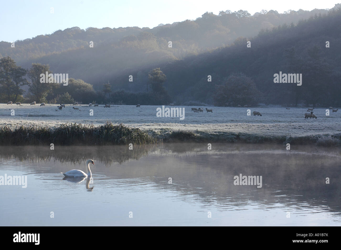 Devon field banks hi-res stock photography and images - Alamy