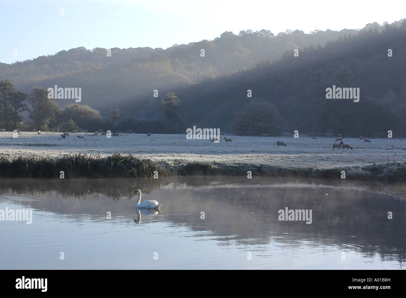 Devon field banks hi-res stock photography and images - Alamy