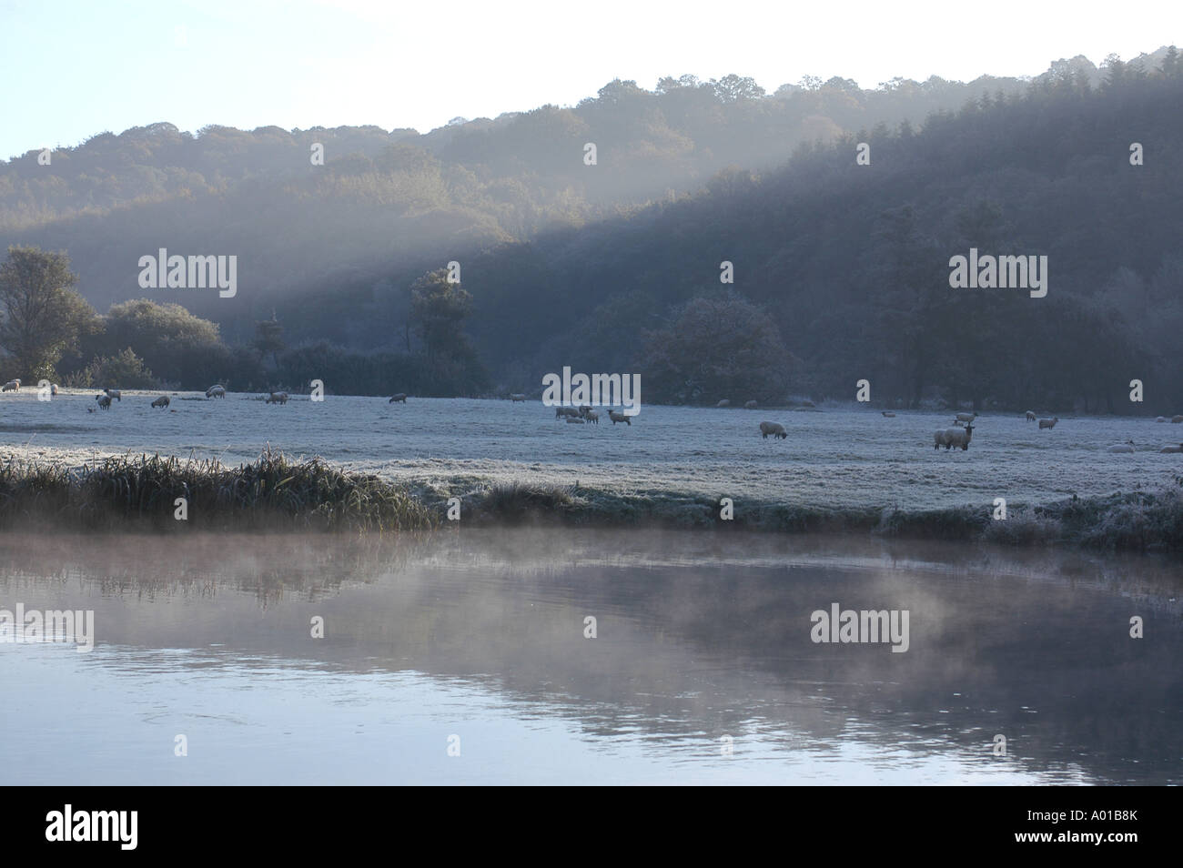 Devon field banks hi-res stock photography and images - Alamy