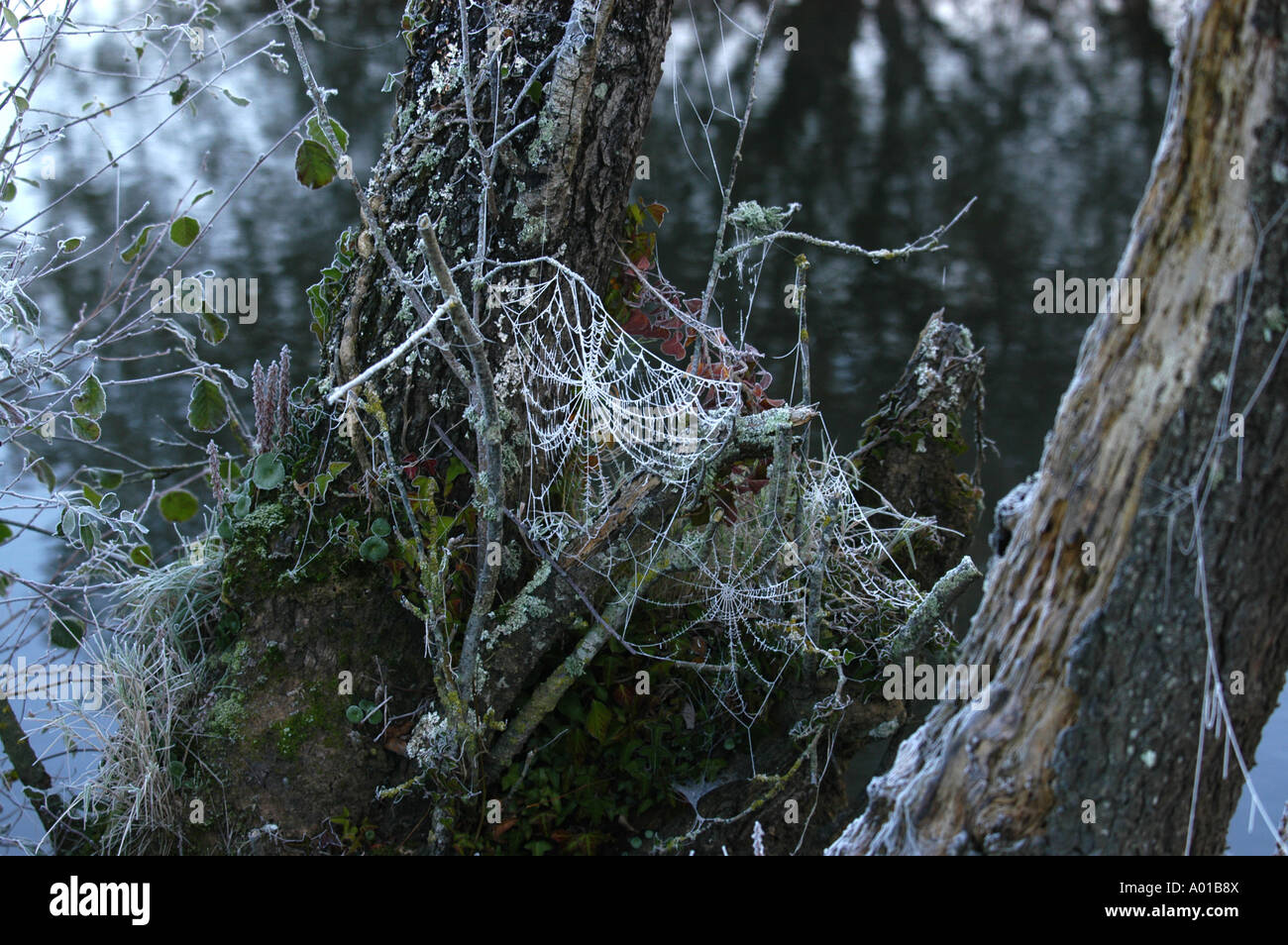 The first signs of winter frost capture the details on these cobwebs ...