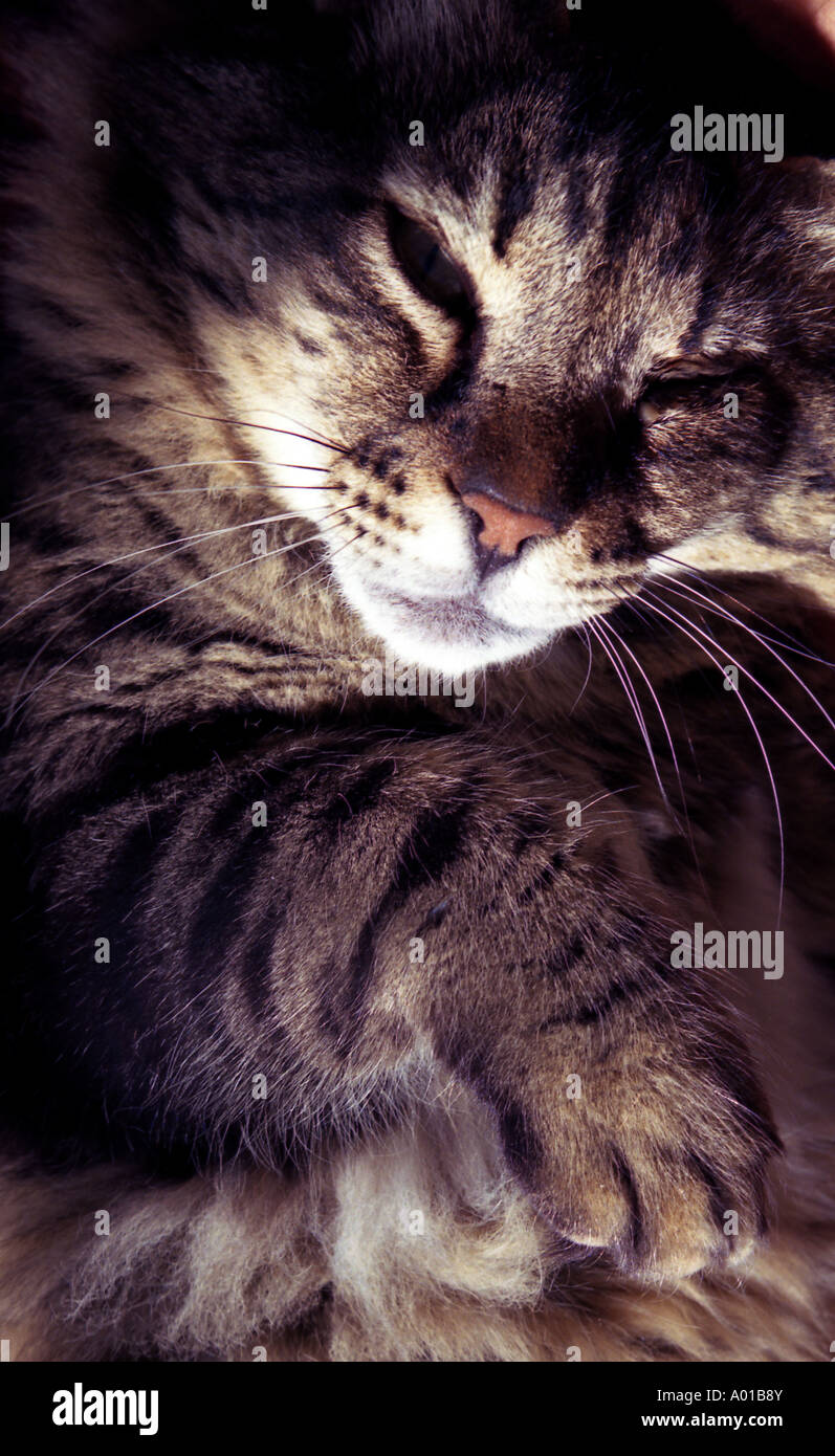 Cat in the sun shine light Stock Photo - Alamy