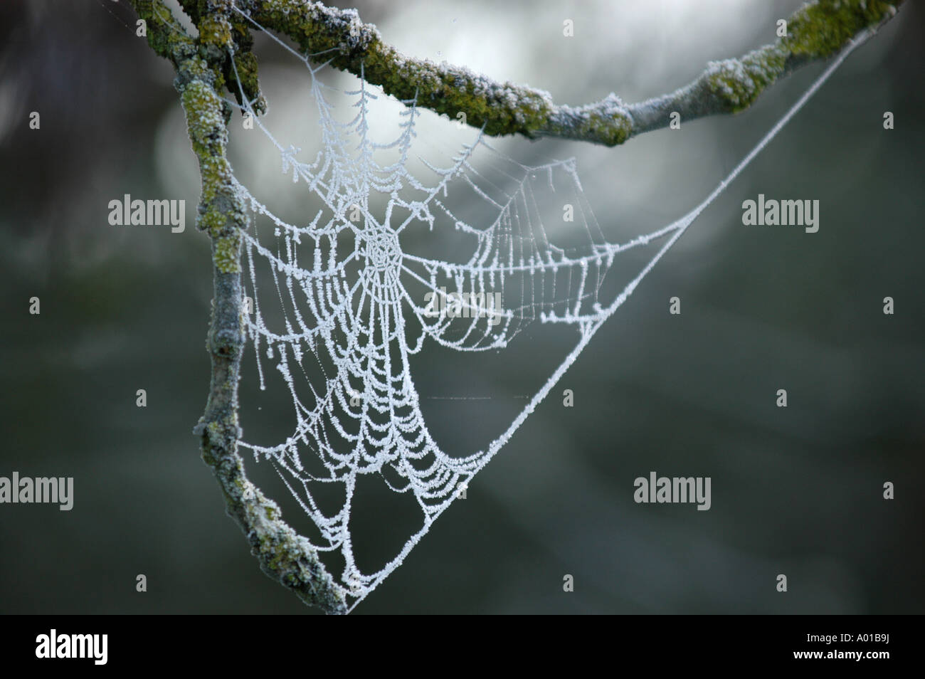 First signs of winter frost capture the details on these cobwebs on the ...