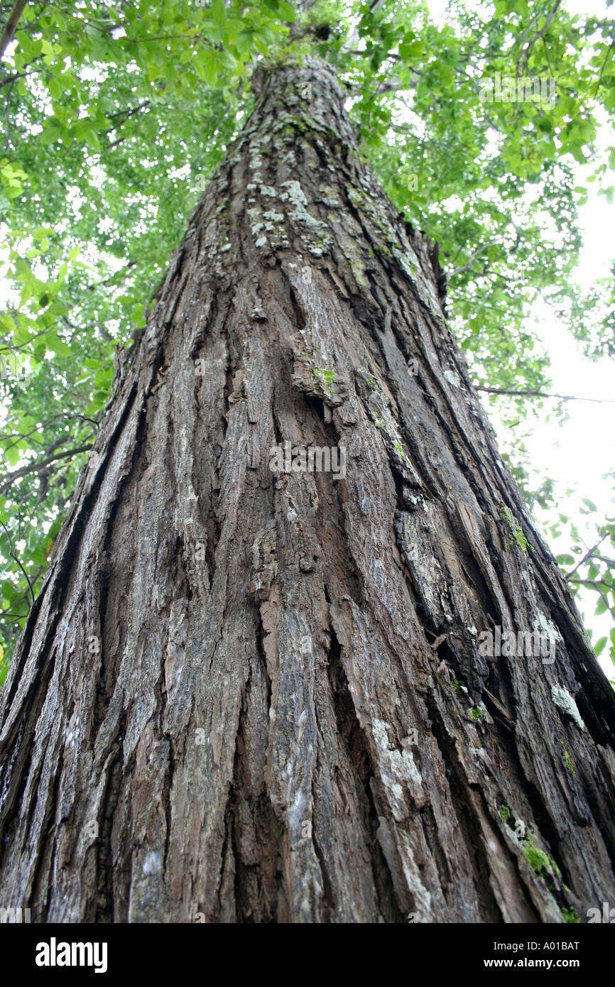 Chengal tree neobalanocarpus heimii hi-res stock photography and images ...