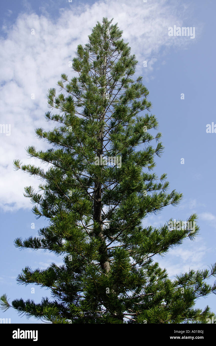 Pine tree in malaysia hi-res stock photography and images - Alamy