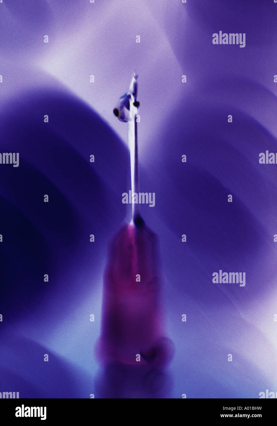 Macro needle of a syringe Stock Photo - Alamy