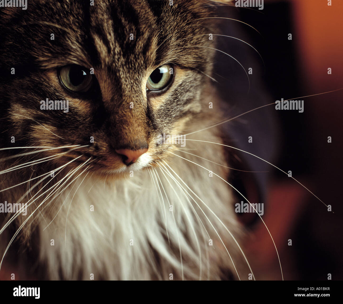 Long haired silver tabby cat hi-res stock photography and images - Alamy