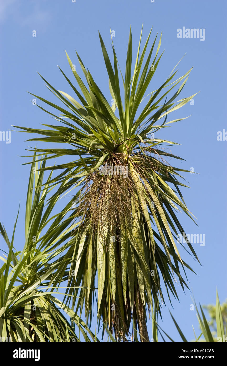 Palm tree growing in Darjeeling West Bengal India Stock Photo - Alamy
