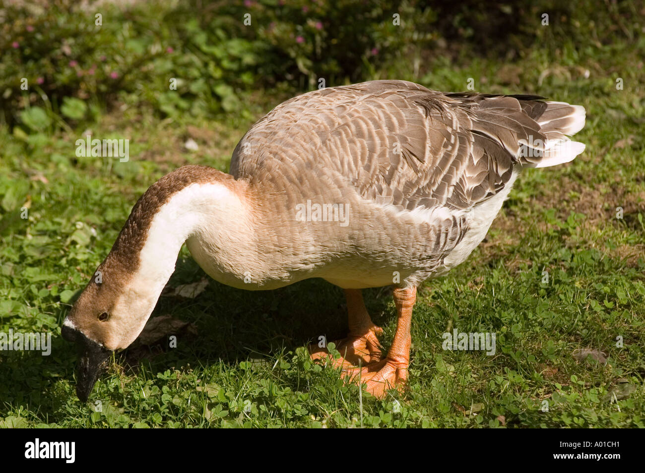 Indian goose on green pasture in Darjeeling area West Bengal India ...