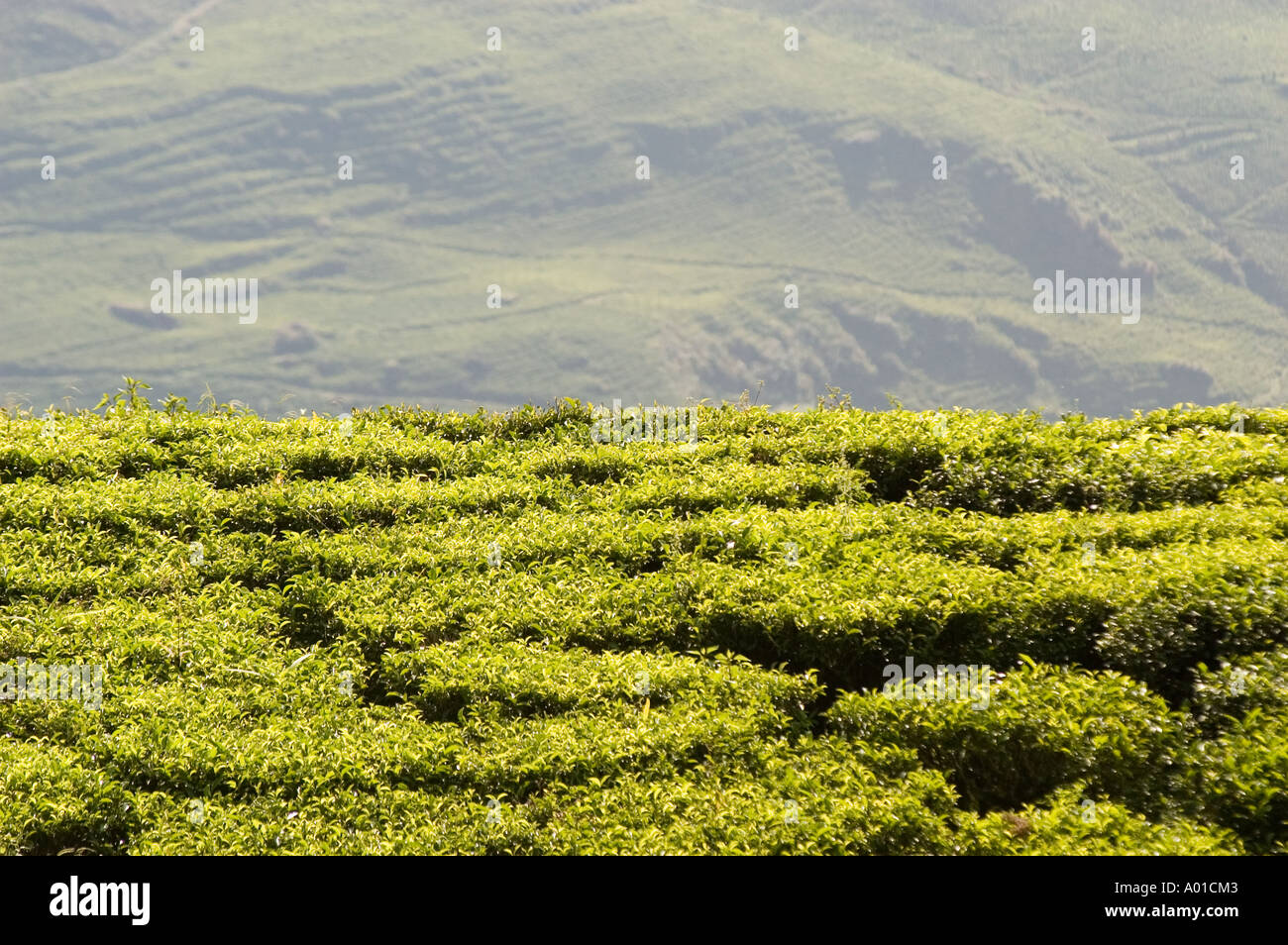 Tea estate in Darjeeling West Bengal India Asia Stock Photo - Alamy