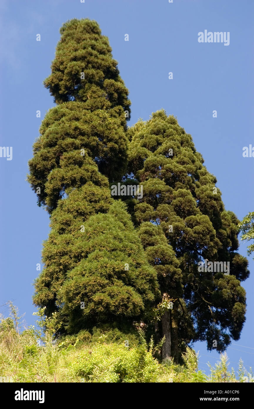 Cone shaped coniferous twin tree with blue sky background Stock Photo ...