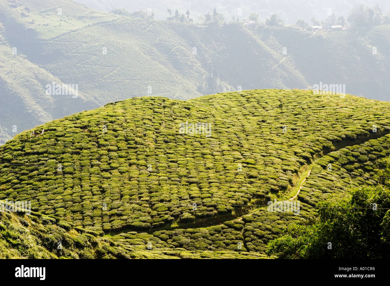 Tea estate in Darjeeling West Bengal India Asia Stock Photo - Alamy