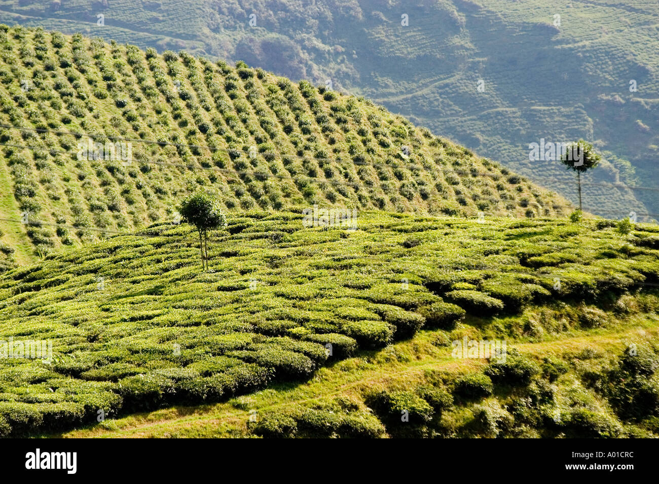 Tea estate in Darjeeling West Bengal India Asia Stock Photo - Alamy