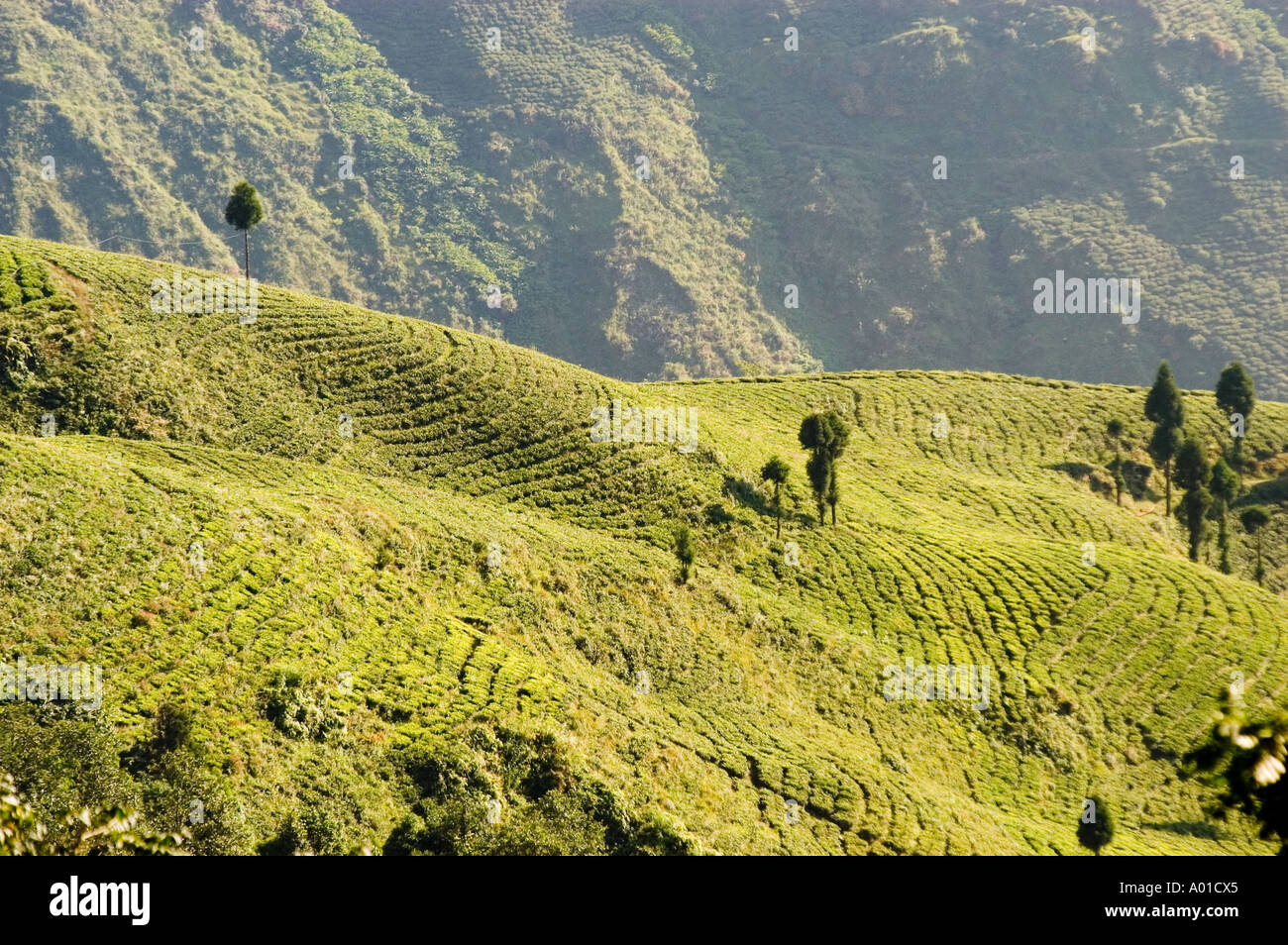 Tea estate in Darjeeling West Bengal India Asia Stock Photo - Alamy