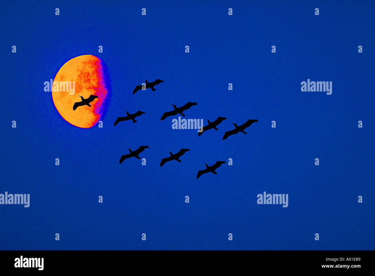 Migration of birds night moon Stock Photo - Alamy