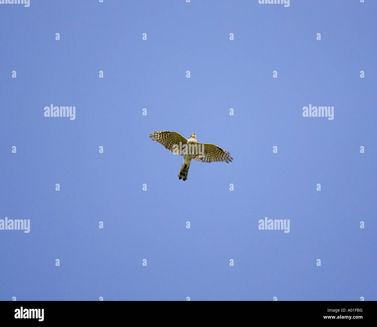 Sparrow hawk flying in hi-res stock photography and images - Alamy