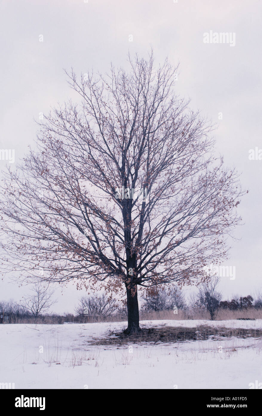 Four seasons of a maple tree (Acer saccharum) in winter Stock Photo - Alamy