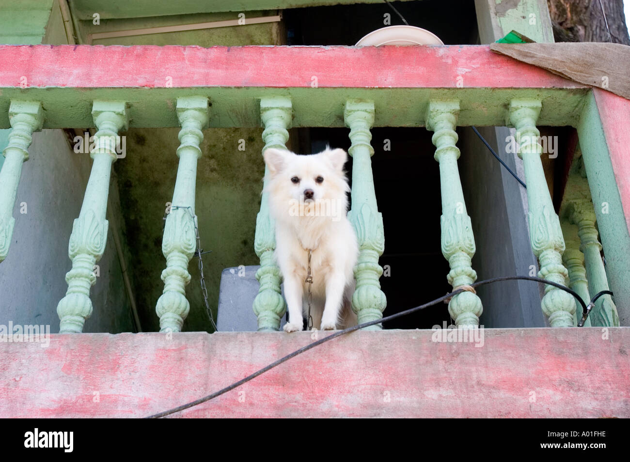 Tibetan Lhasa Apso dog standing on balcony and looking at camera ...