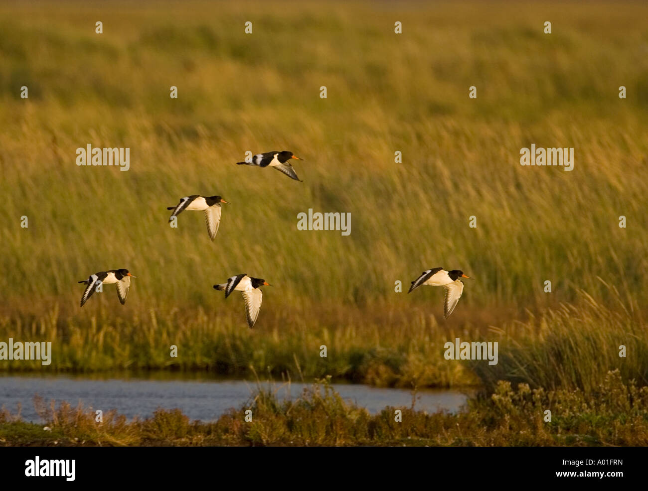Oyster catcher in water hi-res stock photography and images - Alamy