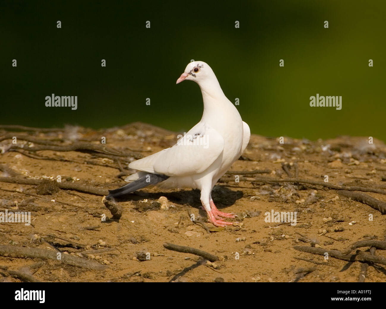 Pidgion hi-res stock photography and images - Alamy