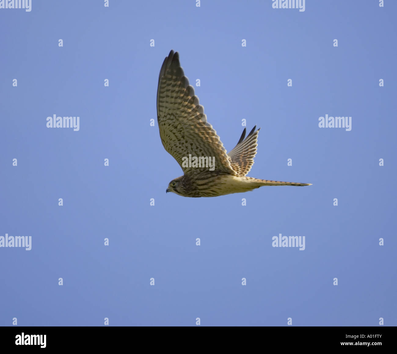 Kestral flight hi-res stock photography and images - Alamy
