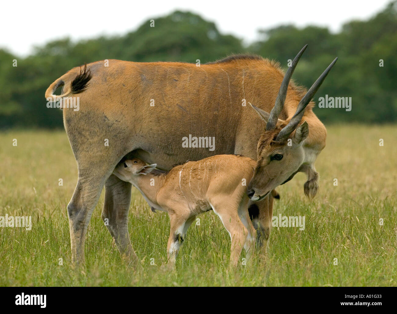 Young calf feeding hi-res stock photography and images - Alamy