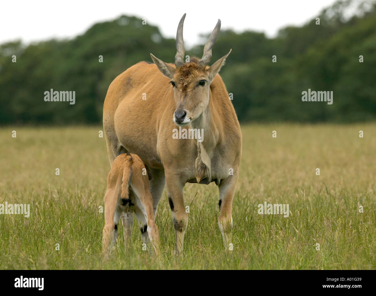 Baby calf feeding hi-res stock photography and images - Alamy