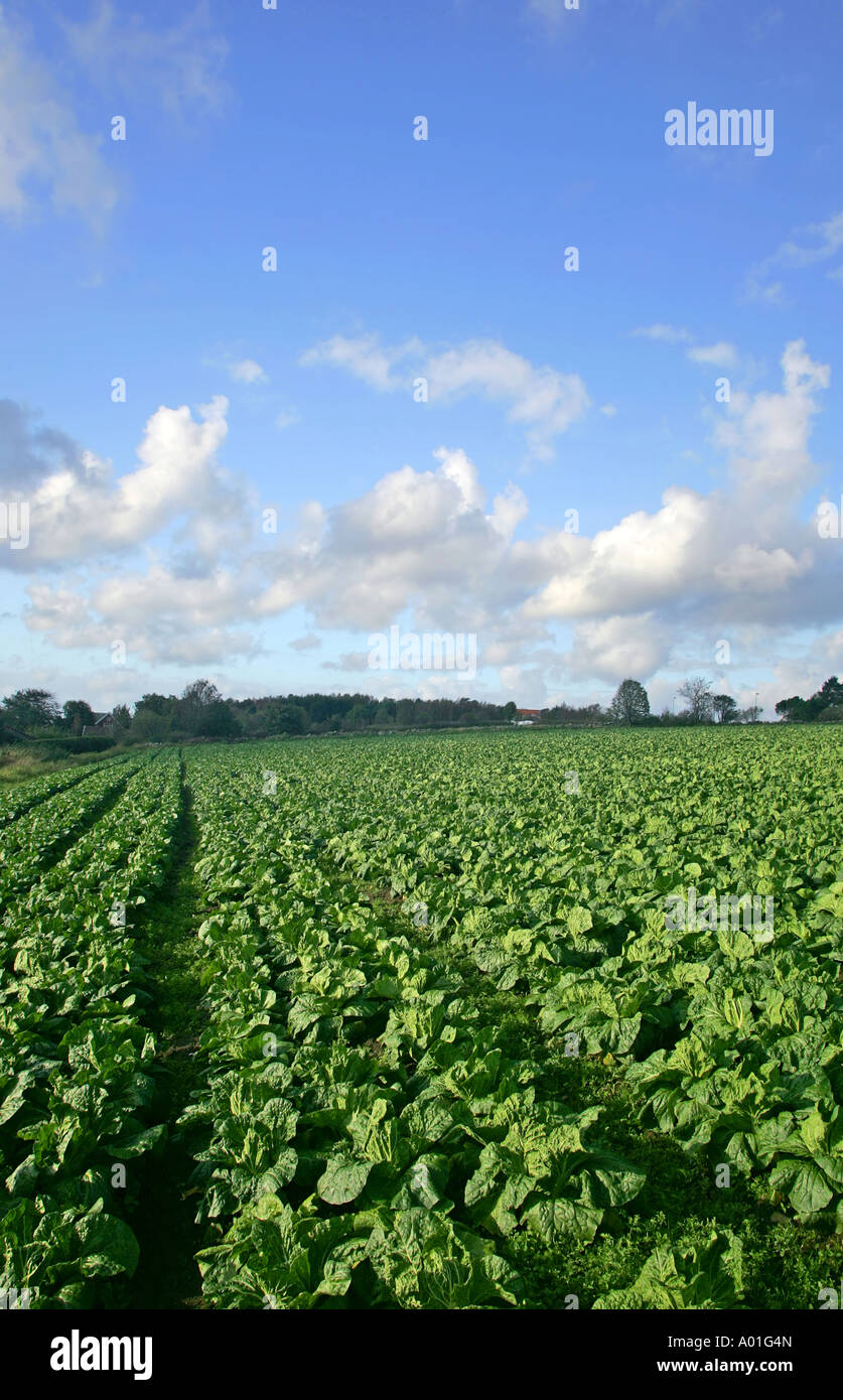Sow salad lettuce hi-res stock photography and images - Alamy