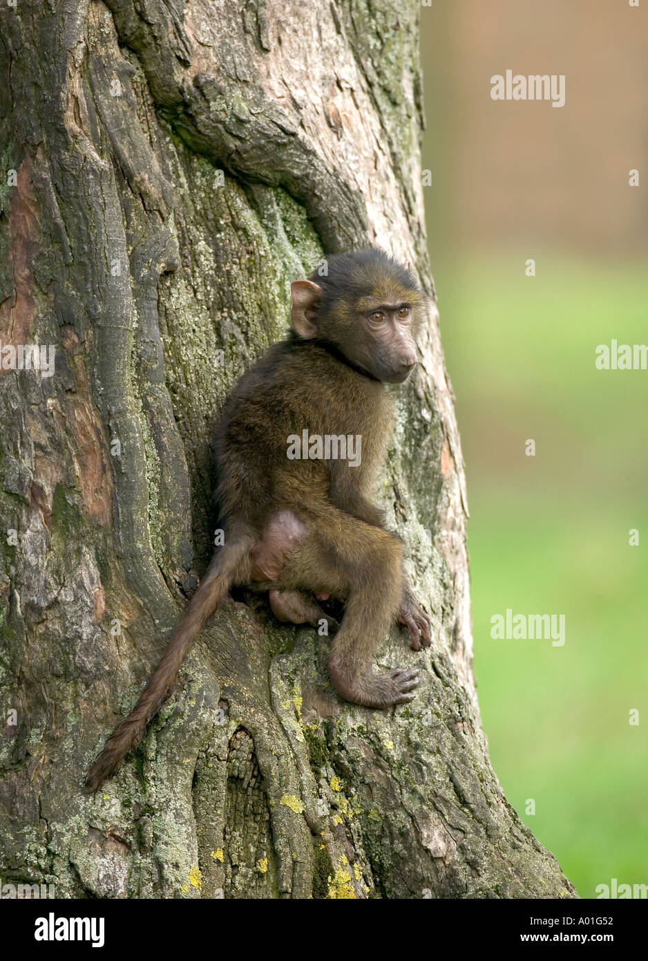 Young baboon climbing tree hi-res stock photography and images - Alamy