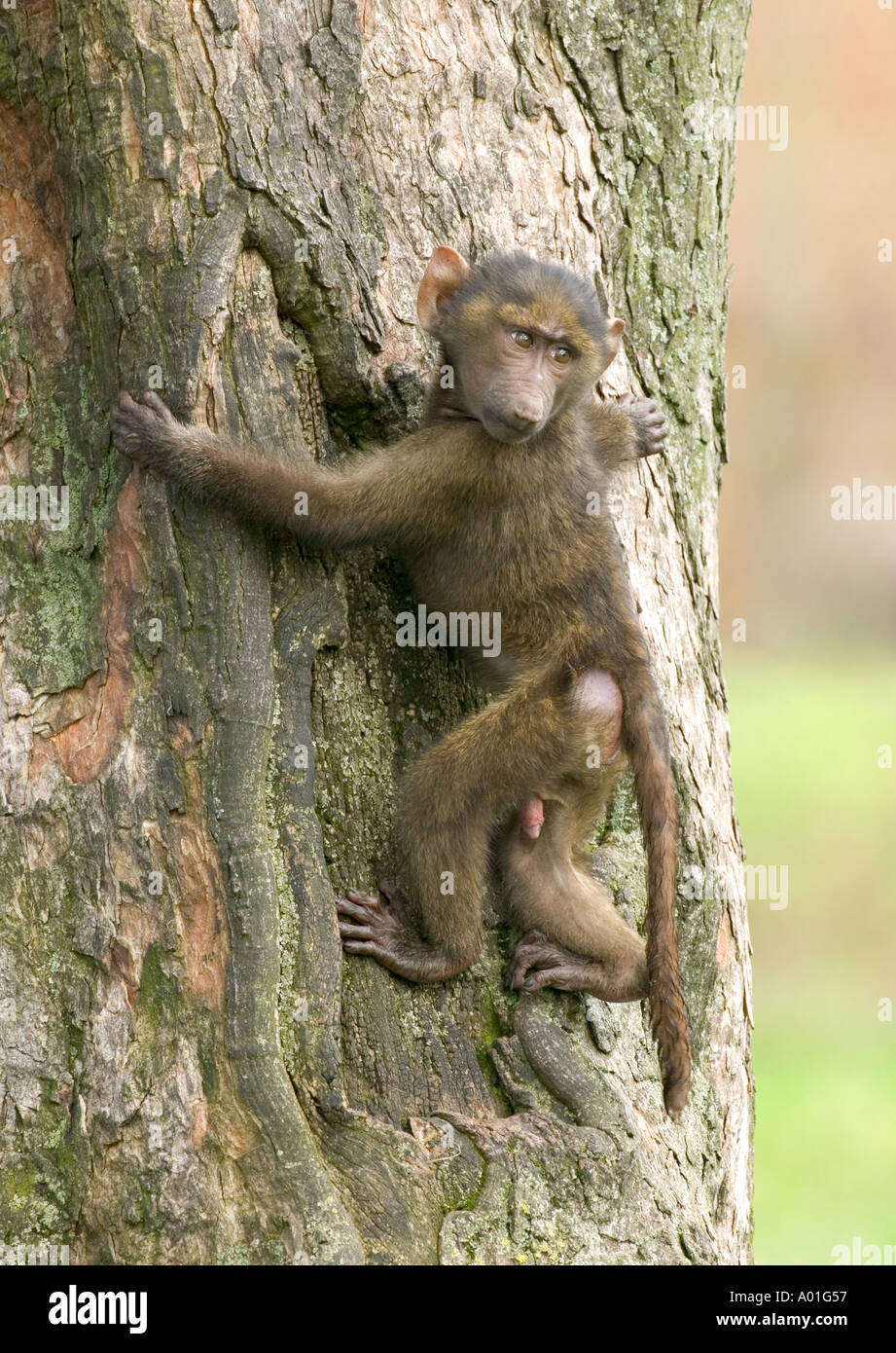 Young baboon climbing tree hi-res stock photography and images - Alamy