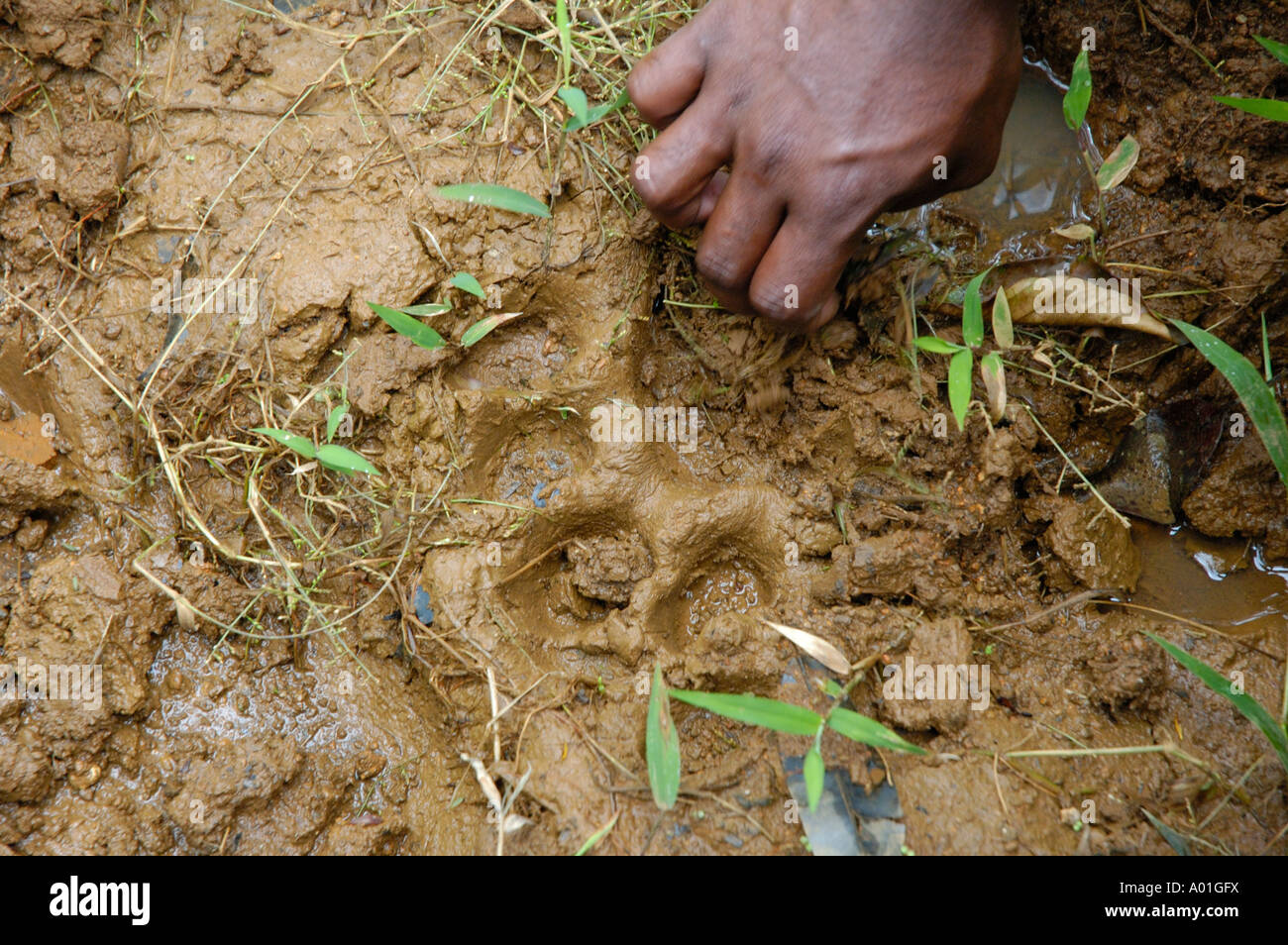 Tiger toes hi-res stock photography and images - Alamy