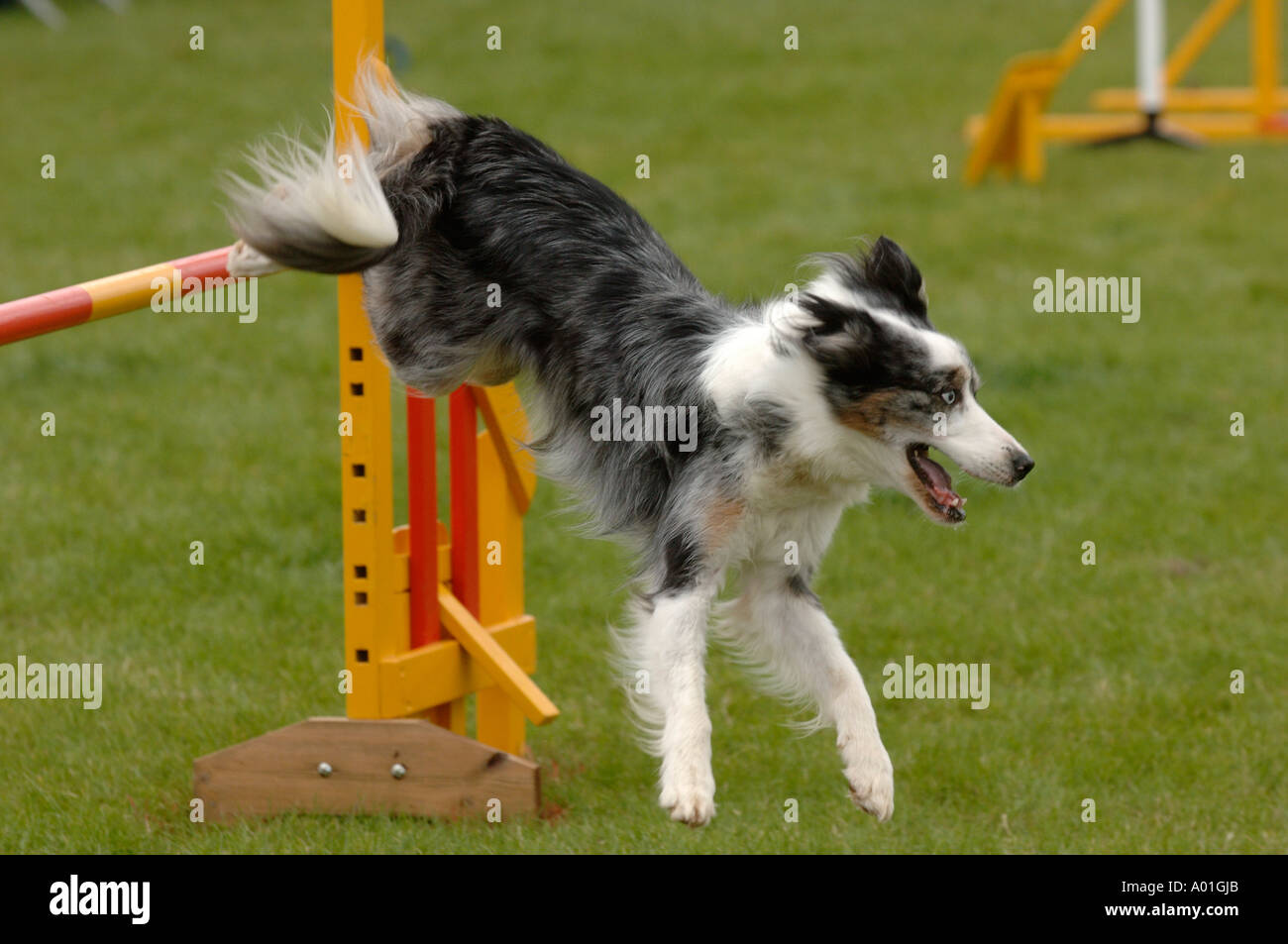 Dog jumping over an obstacle bar during agility competition Stock Photo ...