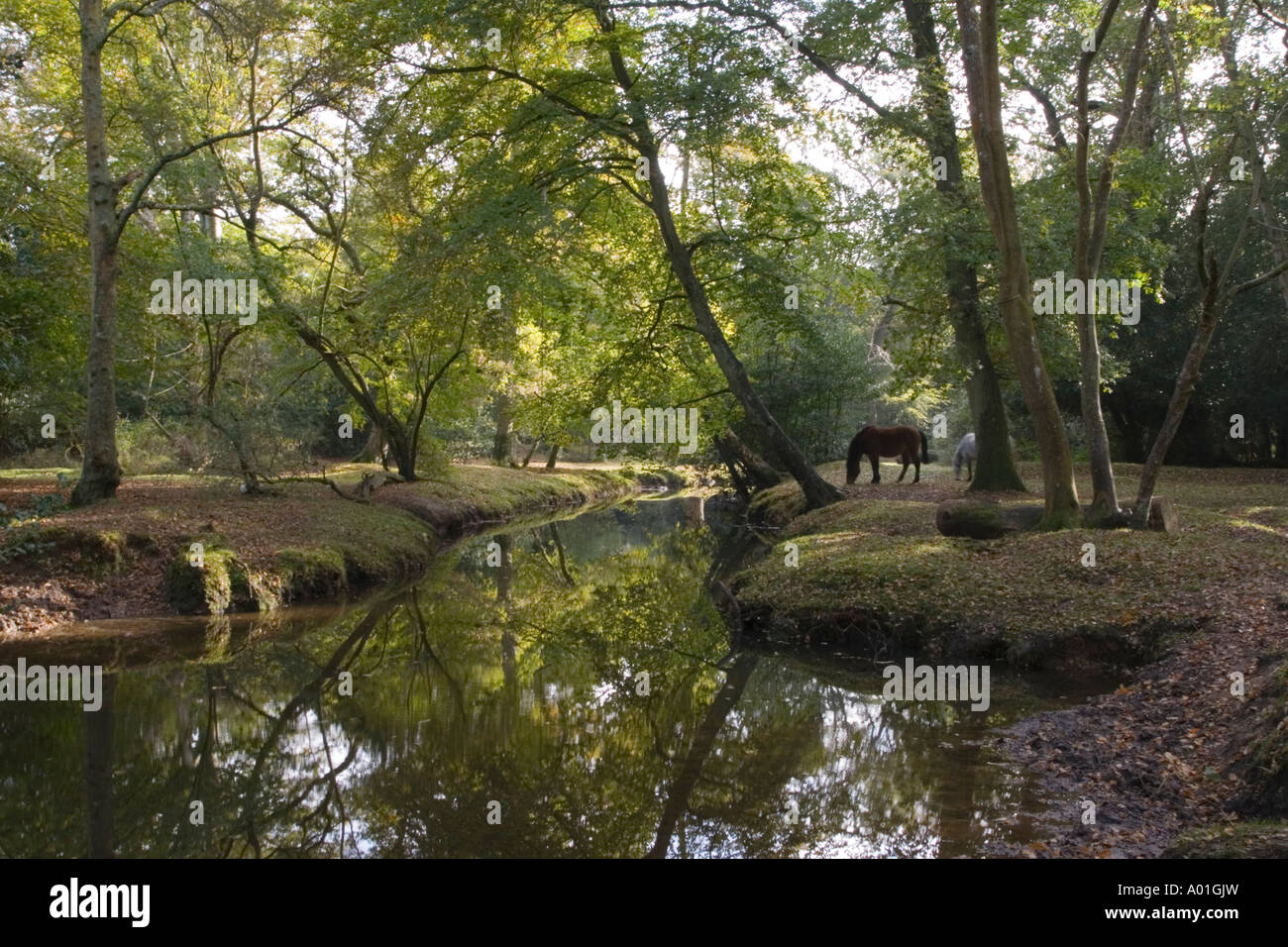 Beaulieu river, new forest hi-res stock photography and images - Alamy