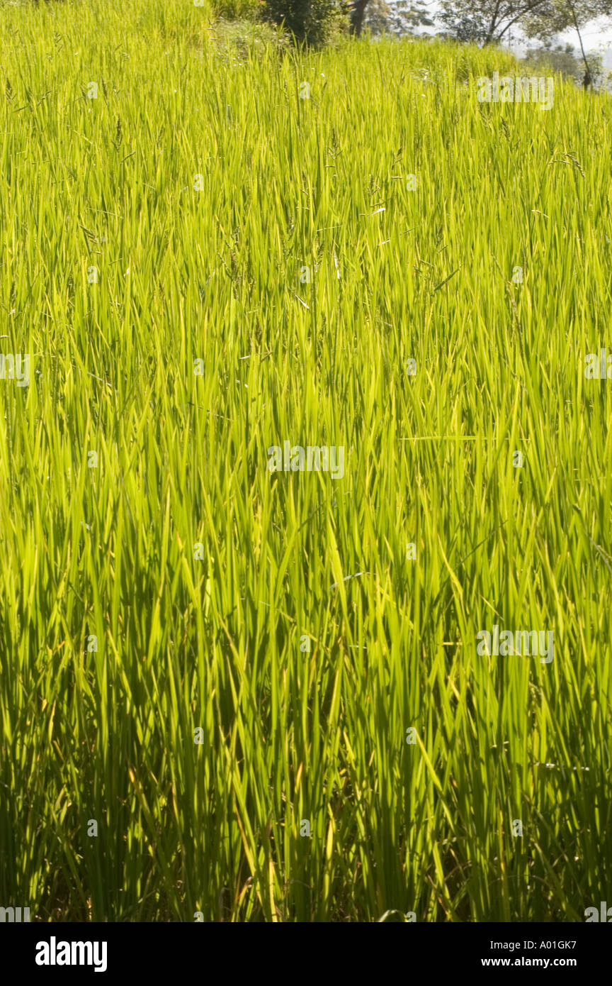 Green paddy rice field closeup in Kalimpong West Bengal India Stock ...