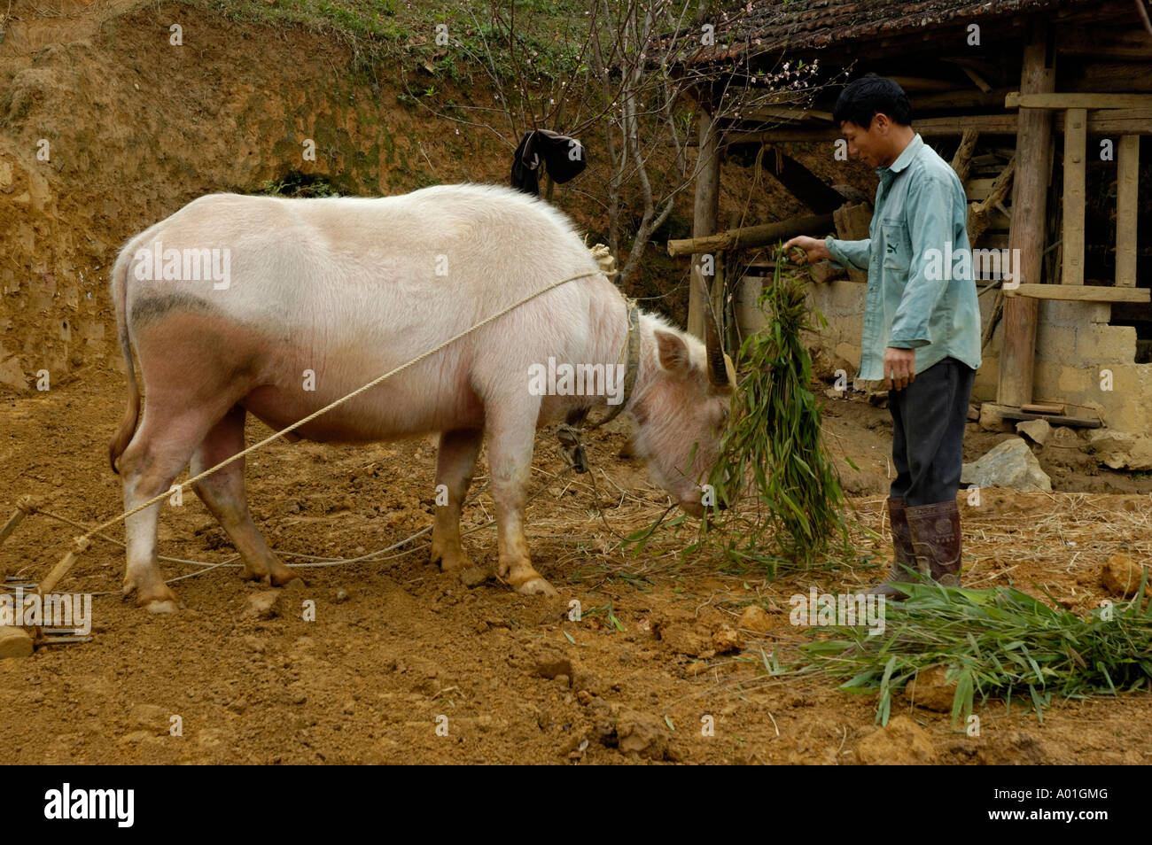 White Asian cow resting from working on the land eating bamboo in Bac ...