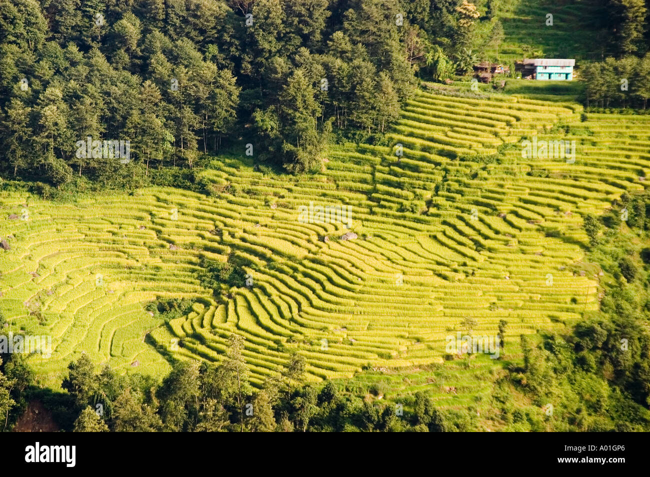 Scenic terrace paddy rice fields as seen from Ganktok Sikkim India ...