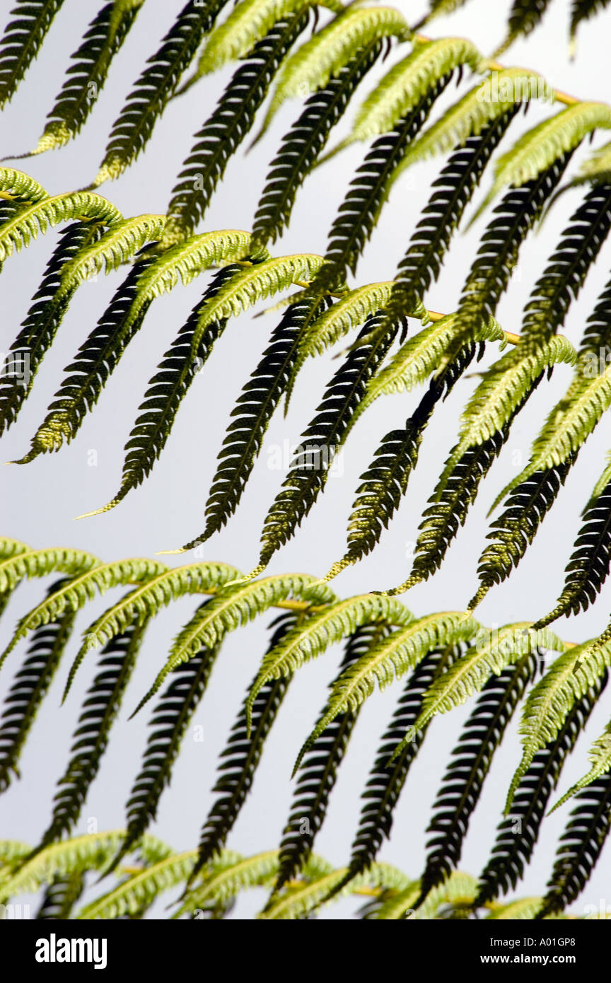Close up of fern pattern Stock Photo - Alamy