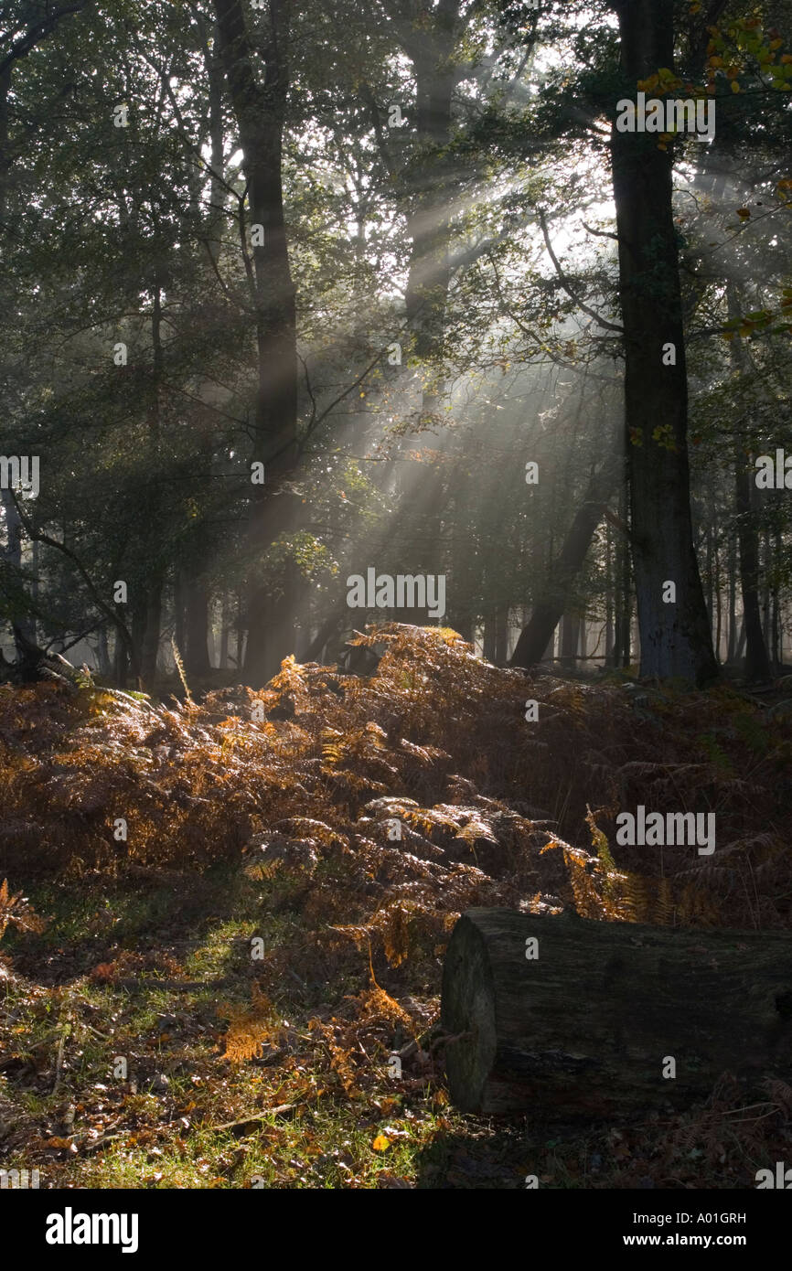 Shafts of sunlight hi-res stock photography and images - Alamy