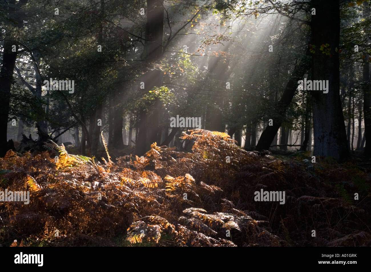 Shafts of sunlight hi-res stock photography and images - Alamy