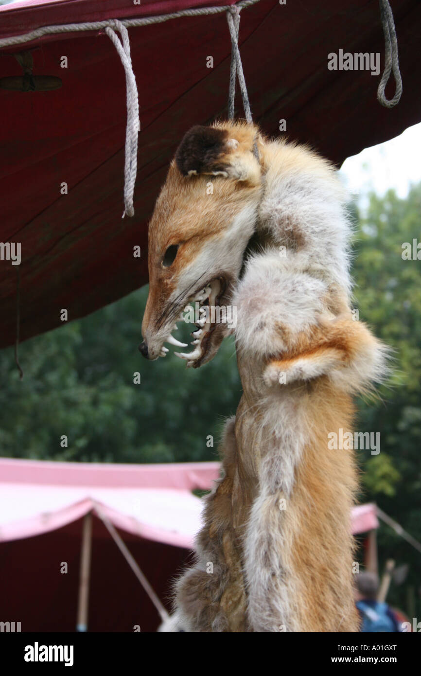 Fox skins hanging in a tent Stock Photo - Alamy