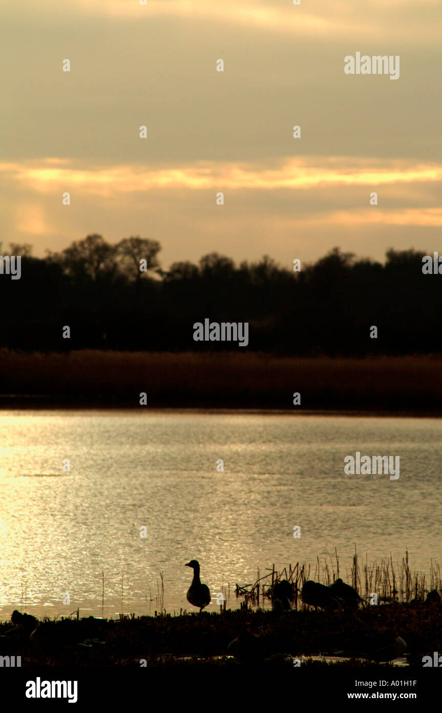 Suffolk birds hi-res stock photography and images - Alamy